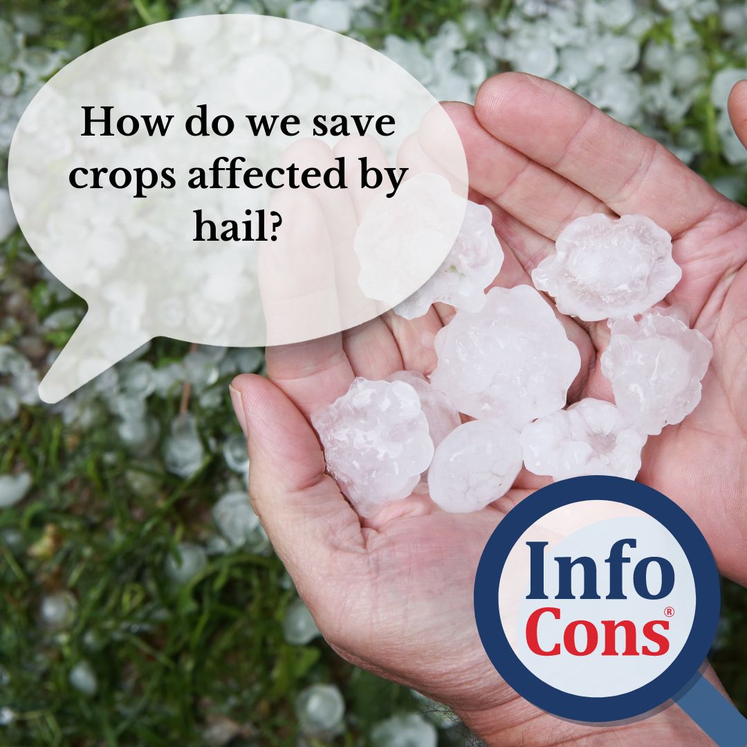How to Save Crops Affected by Hail - InfoCons